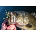 Berkley PowerBait® MaxScent 'Moeba, 4.5 in, Creatures, Mimizu (1-count ...