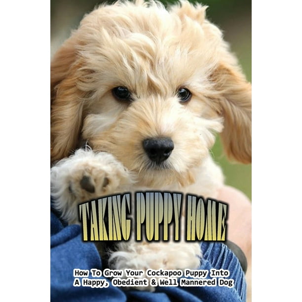 How Do You Stop A Cockapoo From Biting