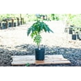 Red lady papaya tree shipped in 1 gallon pot free to all states. 1-2 ...