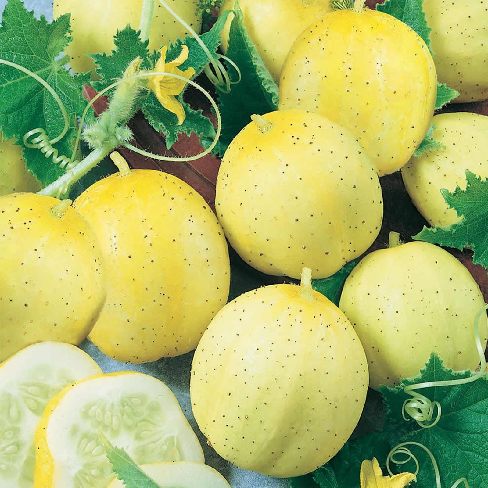 Lemon Cucumber Garden Seeds - 4 Oz - Non-GMO, Heirloom Vegetable ...