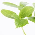 Expert Gardener 1PT Burpless Cucumber Live Edible Plant Sun 6-Pack ...