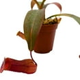 Nepenthes Rebecca Soper, 2 inch, Red Tropical Pitcher Carnivorous Plant ...