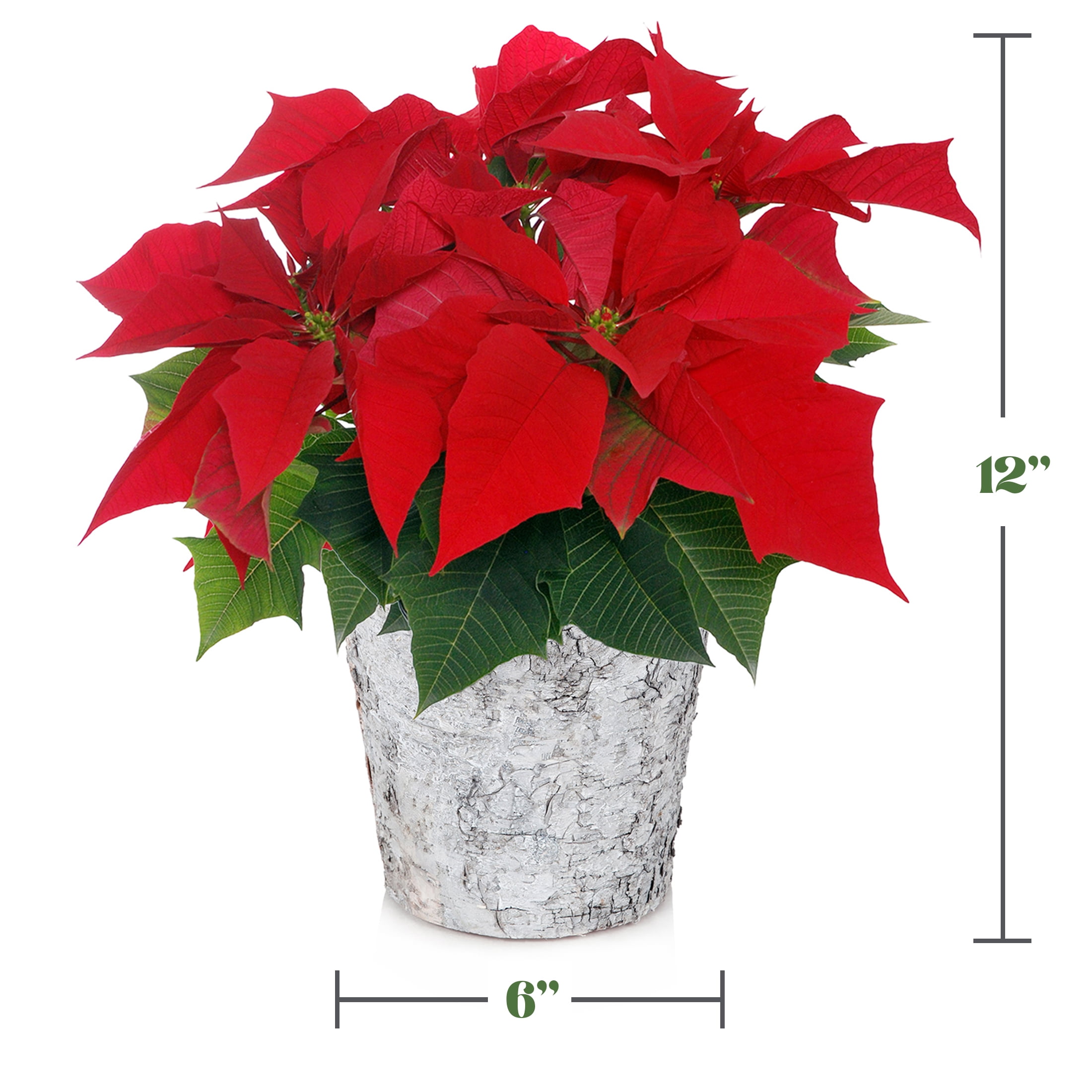 Poinsettia House Plant