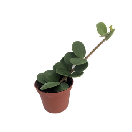 Bitcoin Chinese Money Plant - Peperomia Coin - Live Indoor Houseplant ...