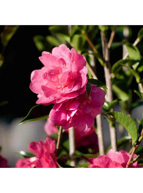 Rose Bushes in Garden Bushes - Walmart.com