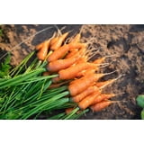 1500 Seeds LITTLE FINGERS CARROT Daucus Carota Vegetable Seeds ...