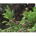 Radicans Cryptomeria Tree ( Japanese Cedar ) - Live Plant - ( 2.5 QT ...