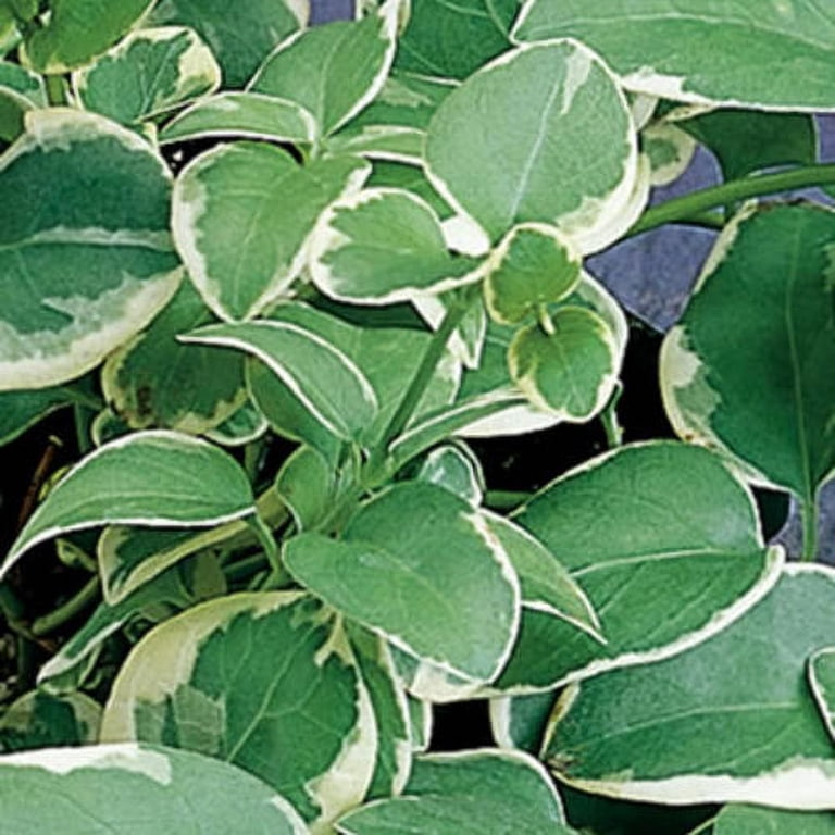 Identify Vine Accent Plant