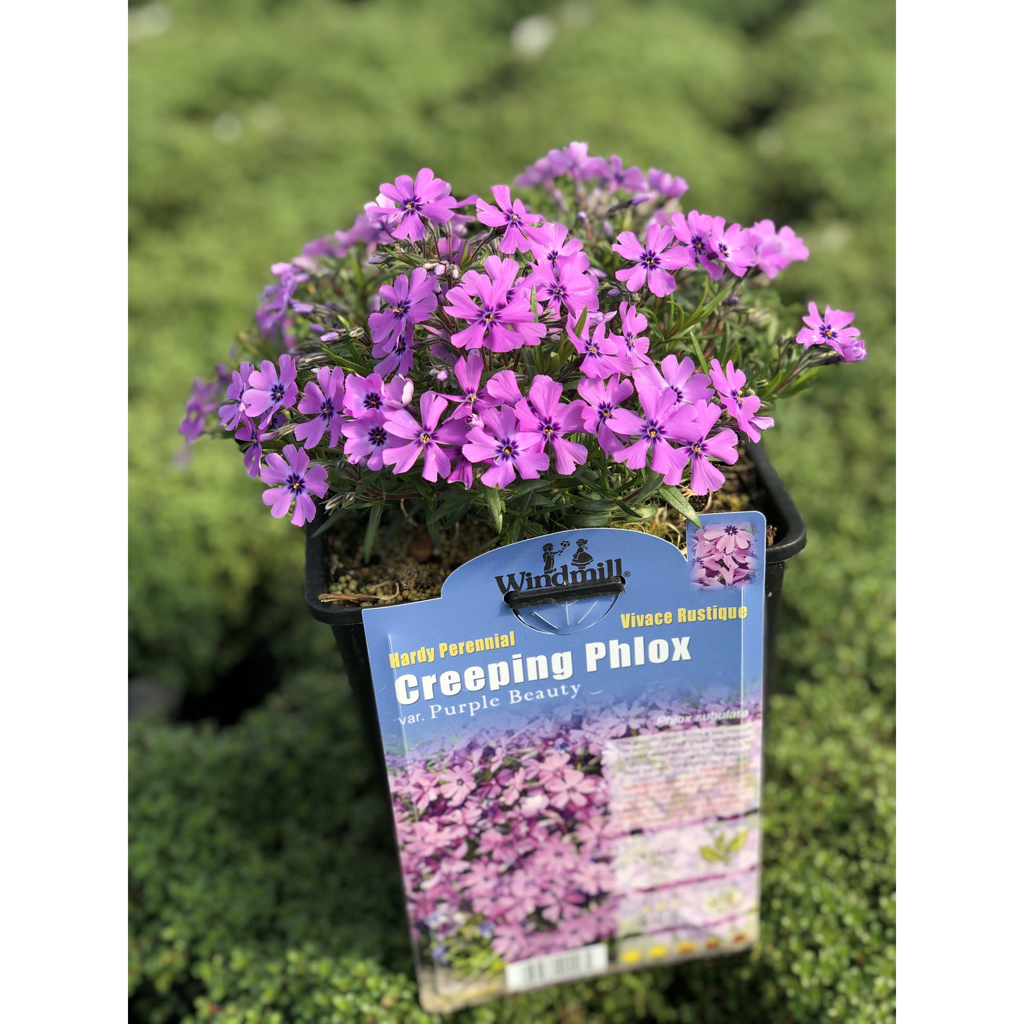 Click here for Windmill #1c Premium Foxglove 1 Gal prices