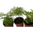 "Mini Ferns for Terrarium & Fairy Garden - 3 Plants in 2"" pots ...