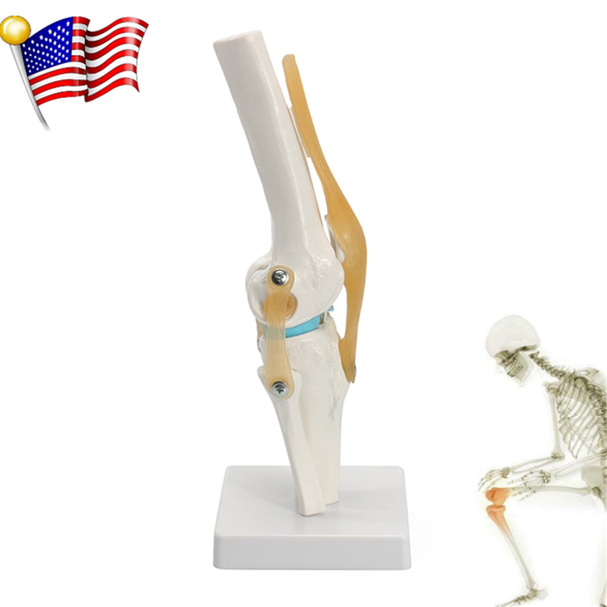 Knee Joint Model Human Skeleton Anatomy Study Display Teaching Medical ...