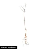 Honey Pearls Nectacot Dormant Bare Root Standard Starter Fruit Tree (1 ...