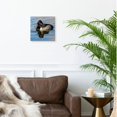 3drose, Usa, New Mexico, Socorro. Ring Billed Duck in Small Pond, 15x15 ...