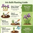 Variegated Iris Flowers Planting Mix-Iridescence-Beautiful-Garden-Quick ...