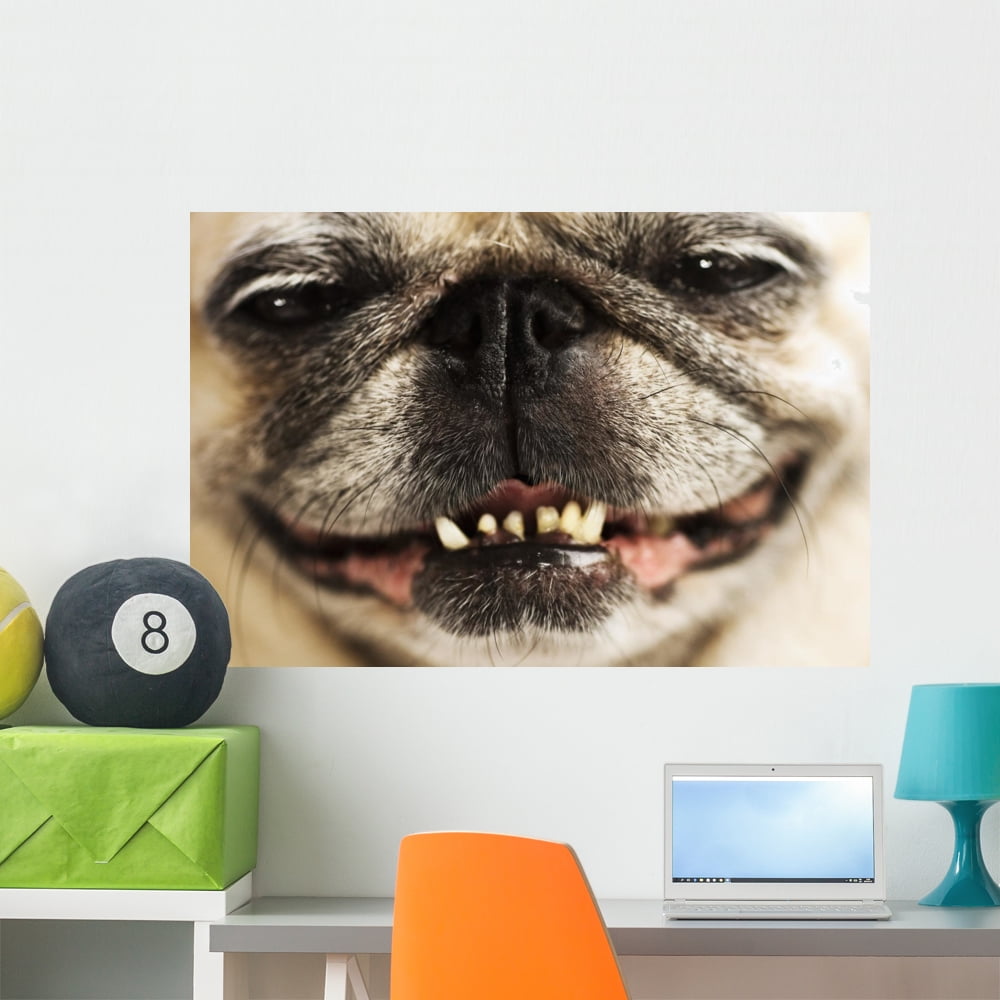 Up Smiling Pug Wall Mural Decal by Wallmonkeys Vinyl Peel and Stick ...
