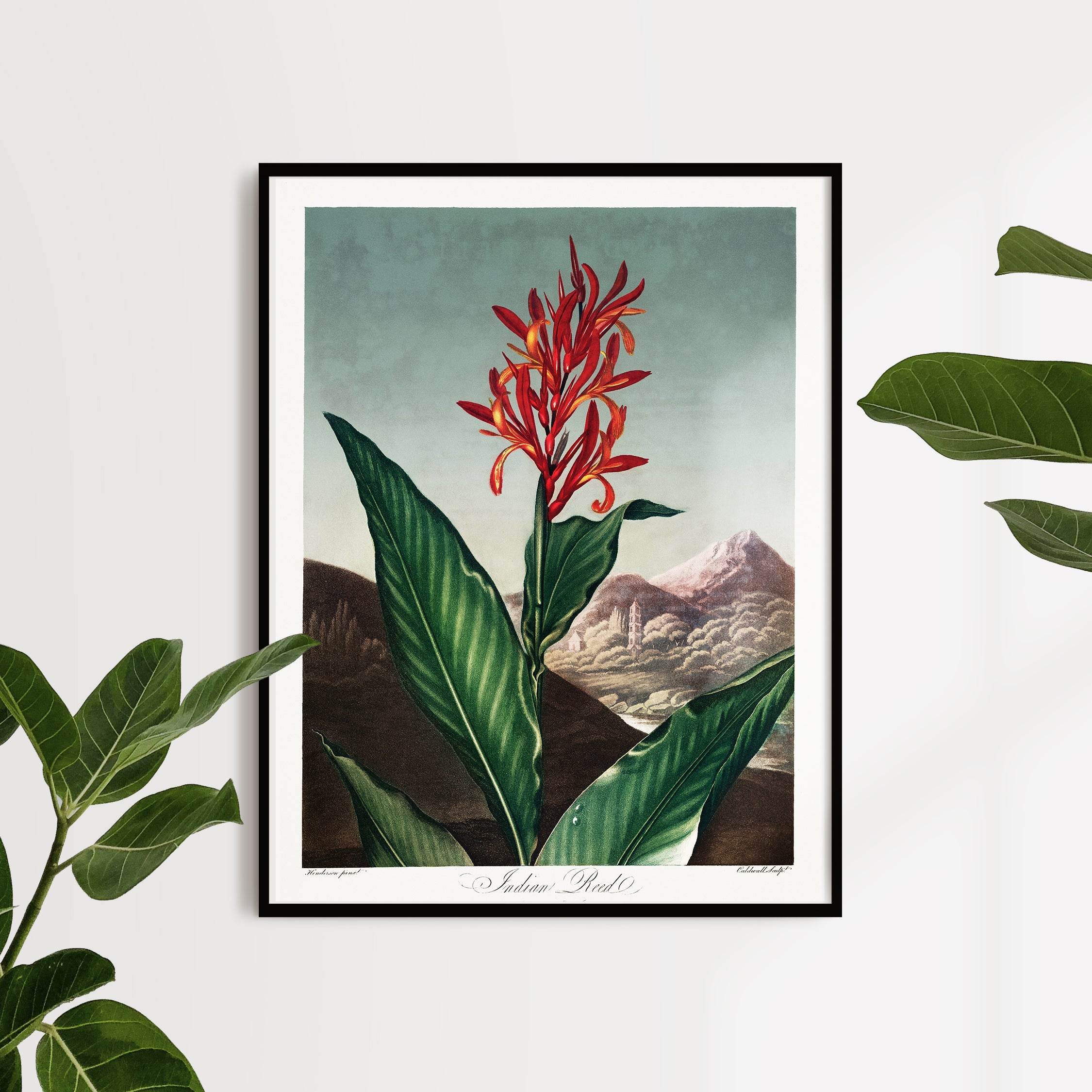 Indian Reed - 1807 | Robert John Thornton | Premium Fine Art Print ...