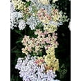 500 MIXED SUMMER YARROW Achillea Millefolium Red Pink White Gold Peach ...