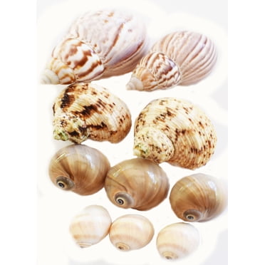 6 Hermit Crab Shells Large Turbo Changing Seashells Large 2"-3" Size ...