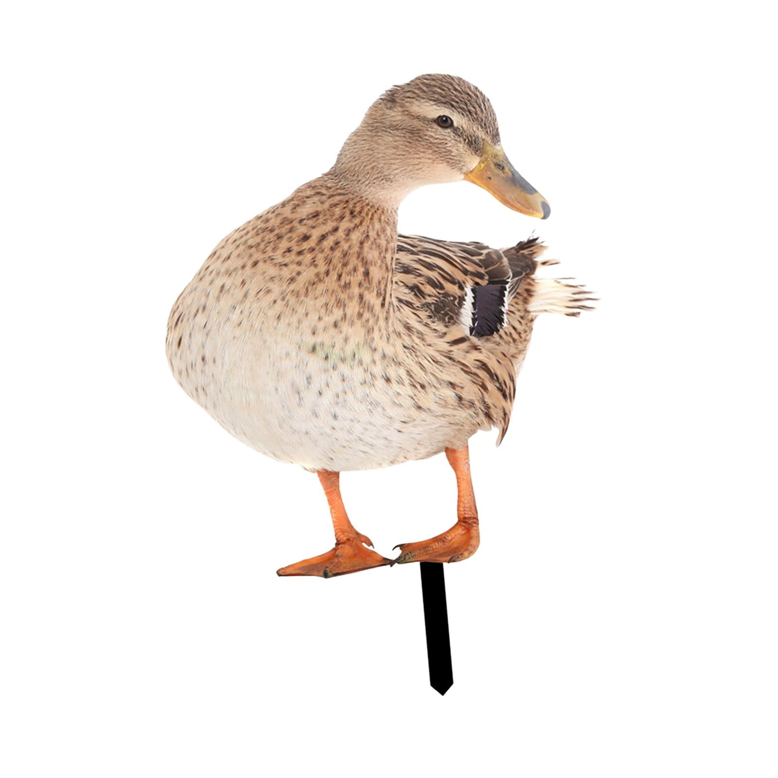 Duck Animal Stake Card Flat Duck Animal Stakes Floor Decoration Duck ...