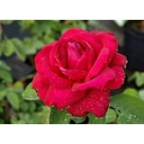 5 Double Planting Red Rose Rosa Bush Shrub Perennial Flower Seeds ...