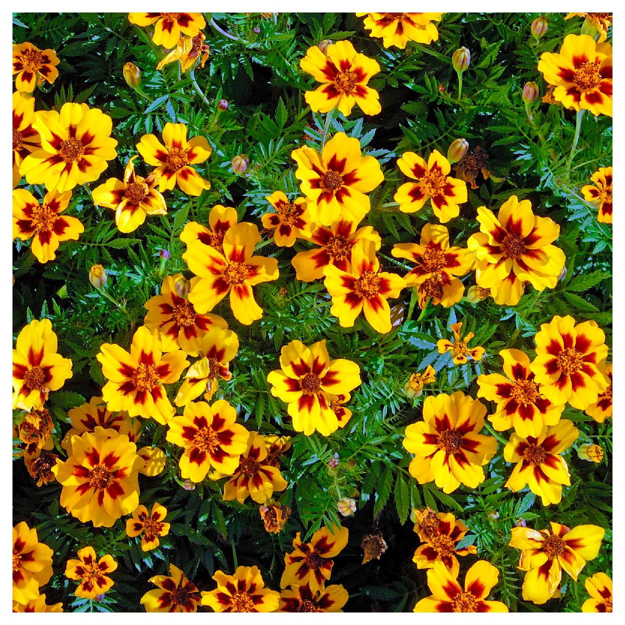 Everwilde Farms - 1 lb Dainty Marietta French Marigold Garden Flower ...