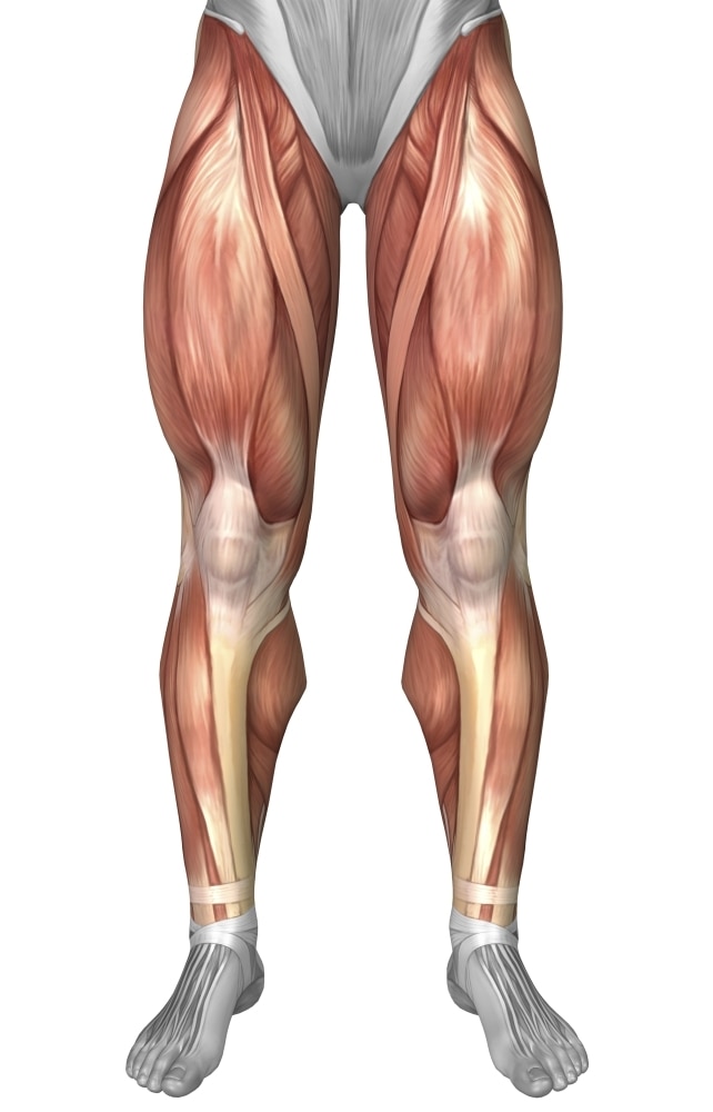 Leg Muscle Anatomy Chart Leg Muscle Anatomy Chart
