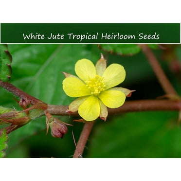 10 Rare Tropical SEEDS- Litsea monopetala -Meda- Very Rare - Walmart.com