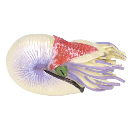 Ccdes Collectable Animal Figurine,Lifelike Spiral Shell Sea Animal ...