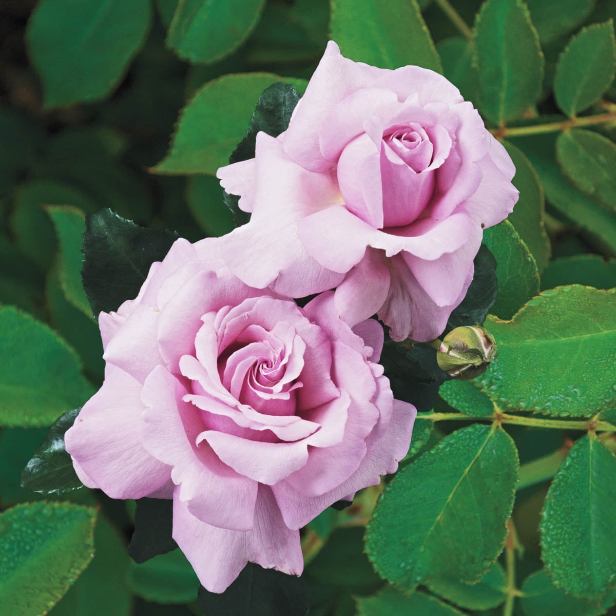 Blue Girl Rose Bush
