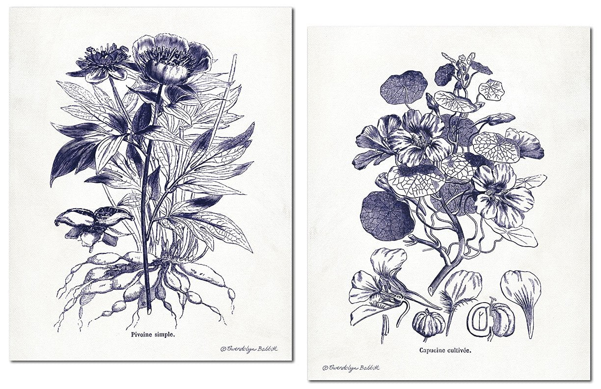 Lovely Old-Fashioned Indigo Plant Botanical Prints; Two 11x14in Paper ...