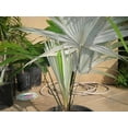 White Elephant Palm - Live Plant in a 3 Gallon Growers Pot - Kerriodoxa ...