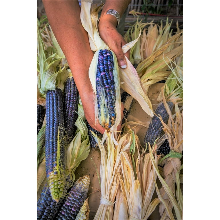 Hopi Indians Food Corn