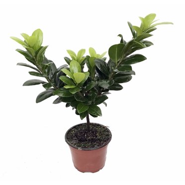 Florida Spire Columnar Weeping Fig Tree - Ficus benjamina - Compact ...