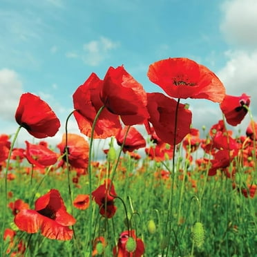 Red Flanders Poppy TWE5 Seeds for Planting - 50,000+ Fresh Flower Seeds ...