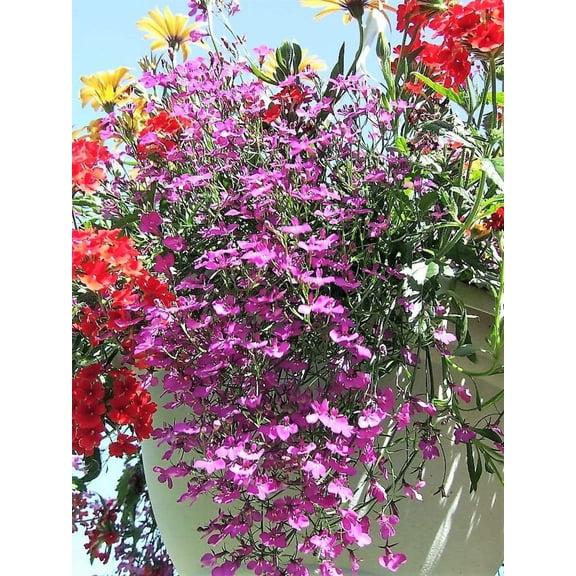 200 MAGENTA PINK LOBELIA Regatta Lobelia Erinus Flower Seeds - Walmart.com