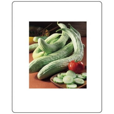 50 Packs Assorted Heirloom Vegetable Seeds 30+ Varieties All Seeds Are ...