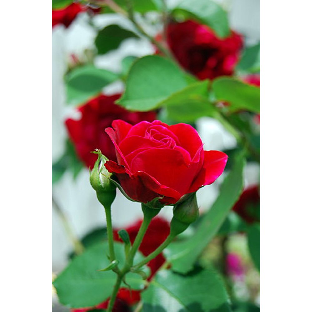 Climbing Blaze Rose - Scarlet-Red Double Flowers - 4" Pot - Walmart.com ...