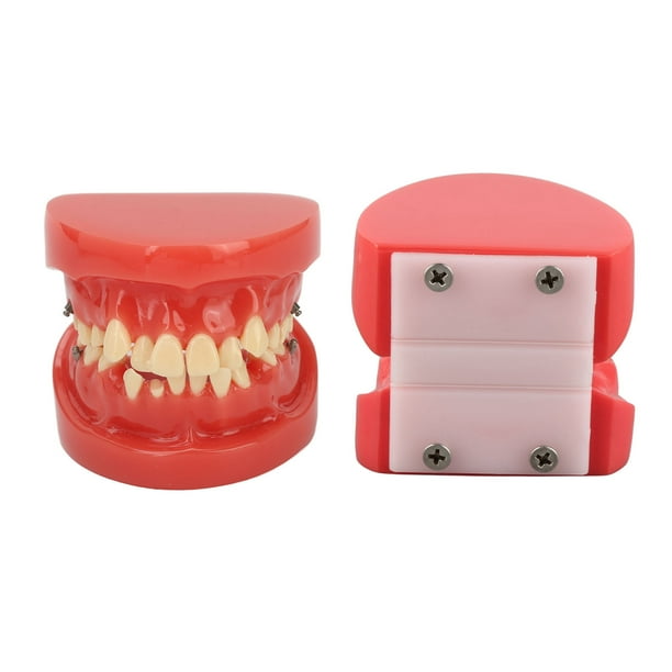 Teeth Typodonts Model, Teeth Study Model Portable Resin Teaching Tool ...