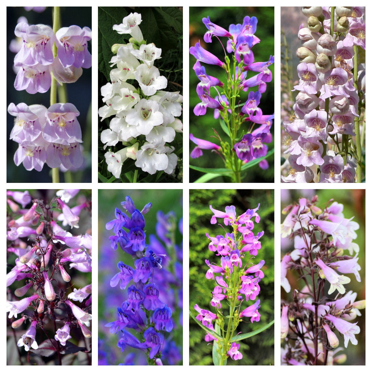 250 NATIVE MIX Beardtongue PENSTEMON Grandiflorus, Strictus, Cobaea ...