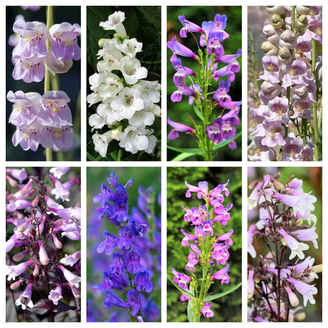 250 NATIVE MIX Beardtongue PENSTEMON Grandiflorus, Strictus, Cobaea ...