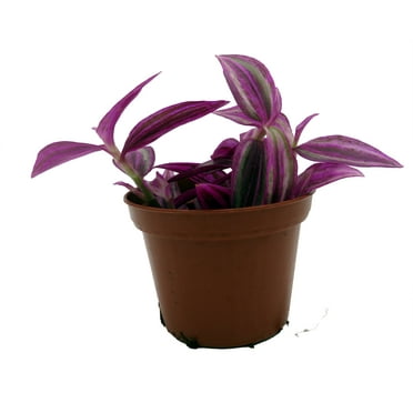 "Easy to Grow Pink Mountain Serissa Tree - Live House Plant, Bonsai ...