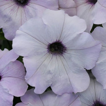 Petunia - Tidal Wave Series Flower Garden Seed - 100 Pelleted Seeds ...