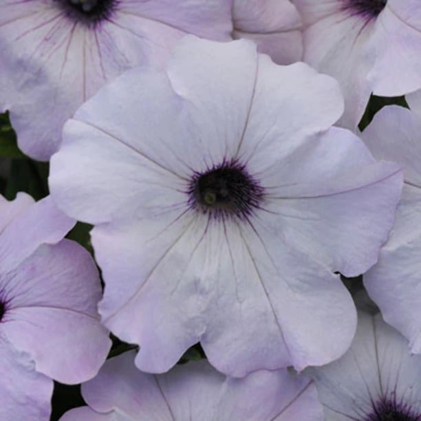 Wave Spreading Petunia
