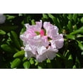 RedCrocus Dorothy Swift Rhododendron- Compact Evergreen Shrub with Pink ...