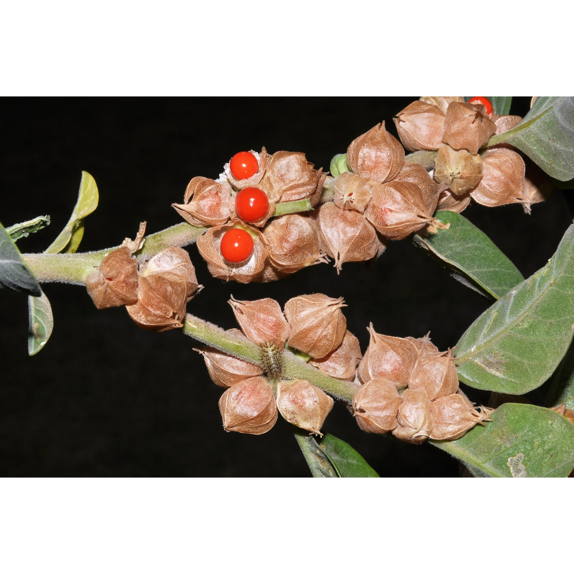 Click here for Seedville Usa 50 Indian Ginseng Withania Somnifera... prices