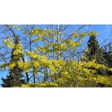 10 Thornless HONEYLOCUST Gleditsia Triacanthos Inermis Imperial Honey ...