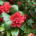 National Plant Network 3 gal. Camellia Red Twister Shrub - Walmart.com