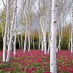 White Poplar Tree Seeds for Garden Planting - 30 Fast Growing Seeds ...
