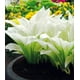 Filigree Feather Hosta - Uniquely colored foliage - Bareroot - Walmart.com