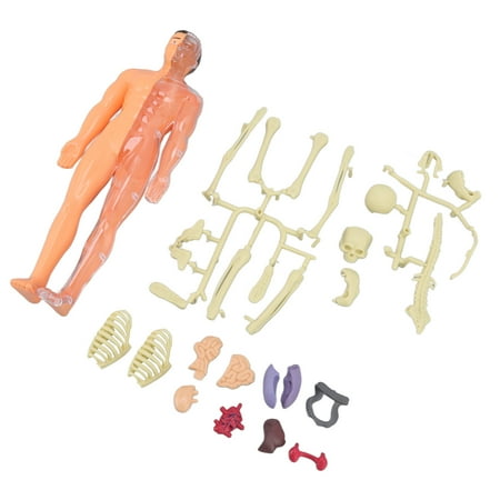 Human Body Model, Human Body Model Toys Visual Teaching Aid DIY ...